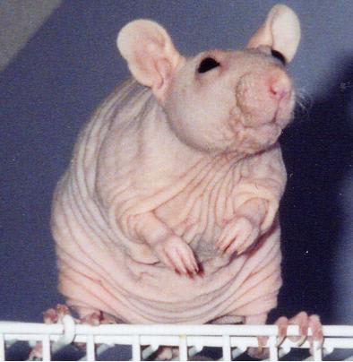 Bald rat store