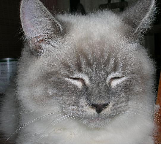 The Truth About Tabbies: Basic Tabby Cat Genetics