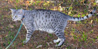 The Truth About Tabbies: Basic Tabby Cat Genetics