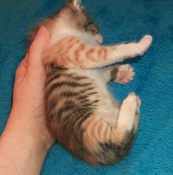 The Truth About Tabbies: Basic Tabby Cat Genetics