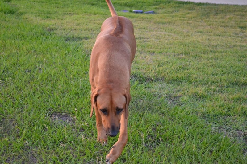 Rhodesian Ridgeback: Breed History, Temperament, and FAQs - PetHelpful