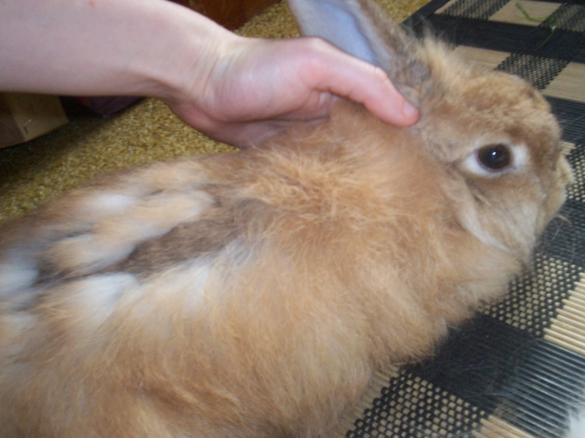 Long Haired Rabbit Side View Of A Cute Lion Head Rabbit Bunny Sitting