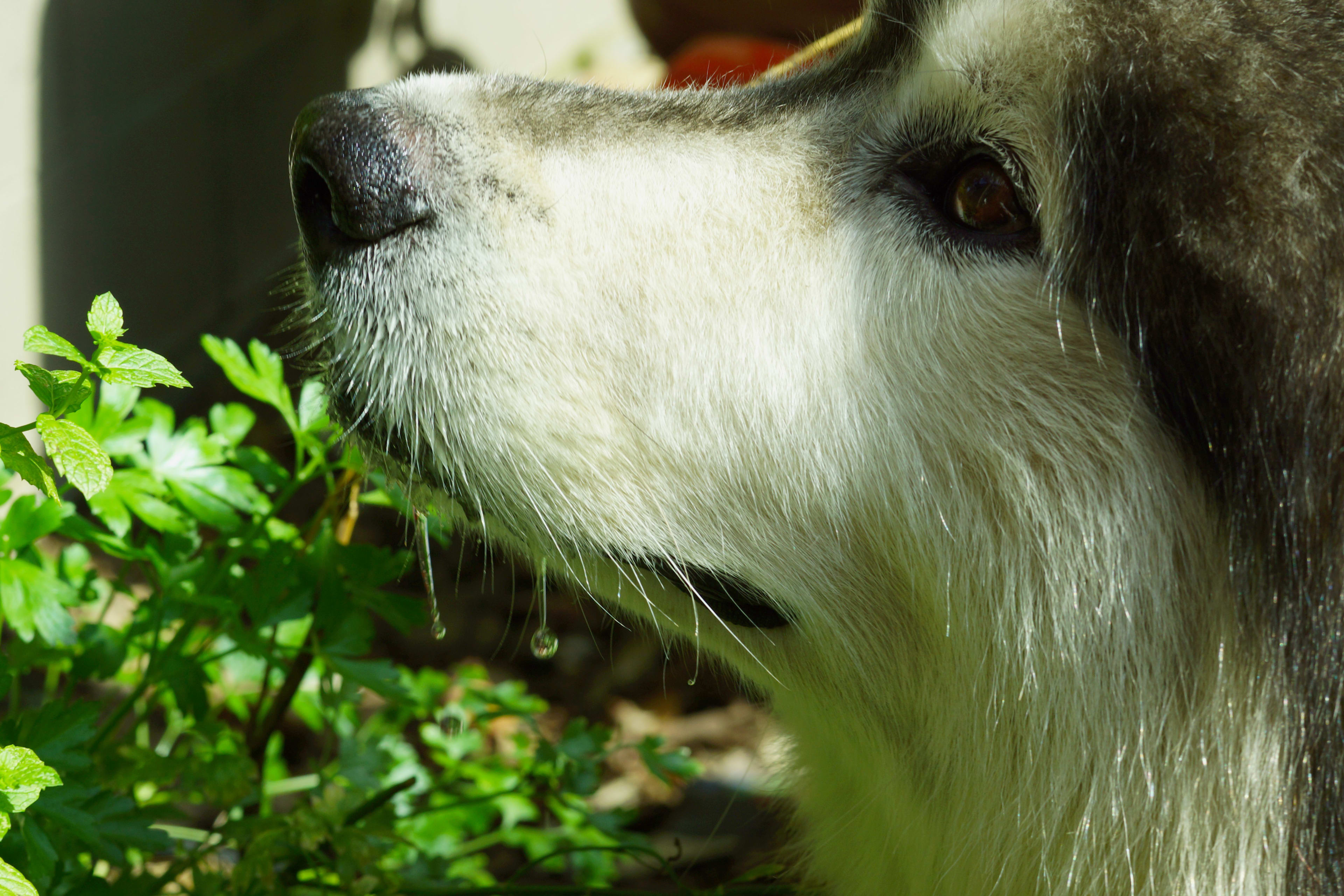 Vet-Approved Home Remedies for Upset Stomachs in Dogs - PetHelpful