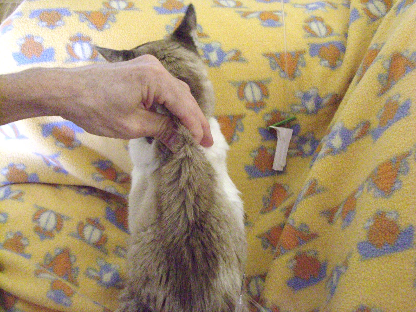 Giving Your Cat IV Subcutaneous Fluids at Home (With Photos) - PetHelpful