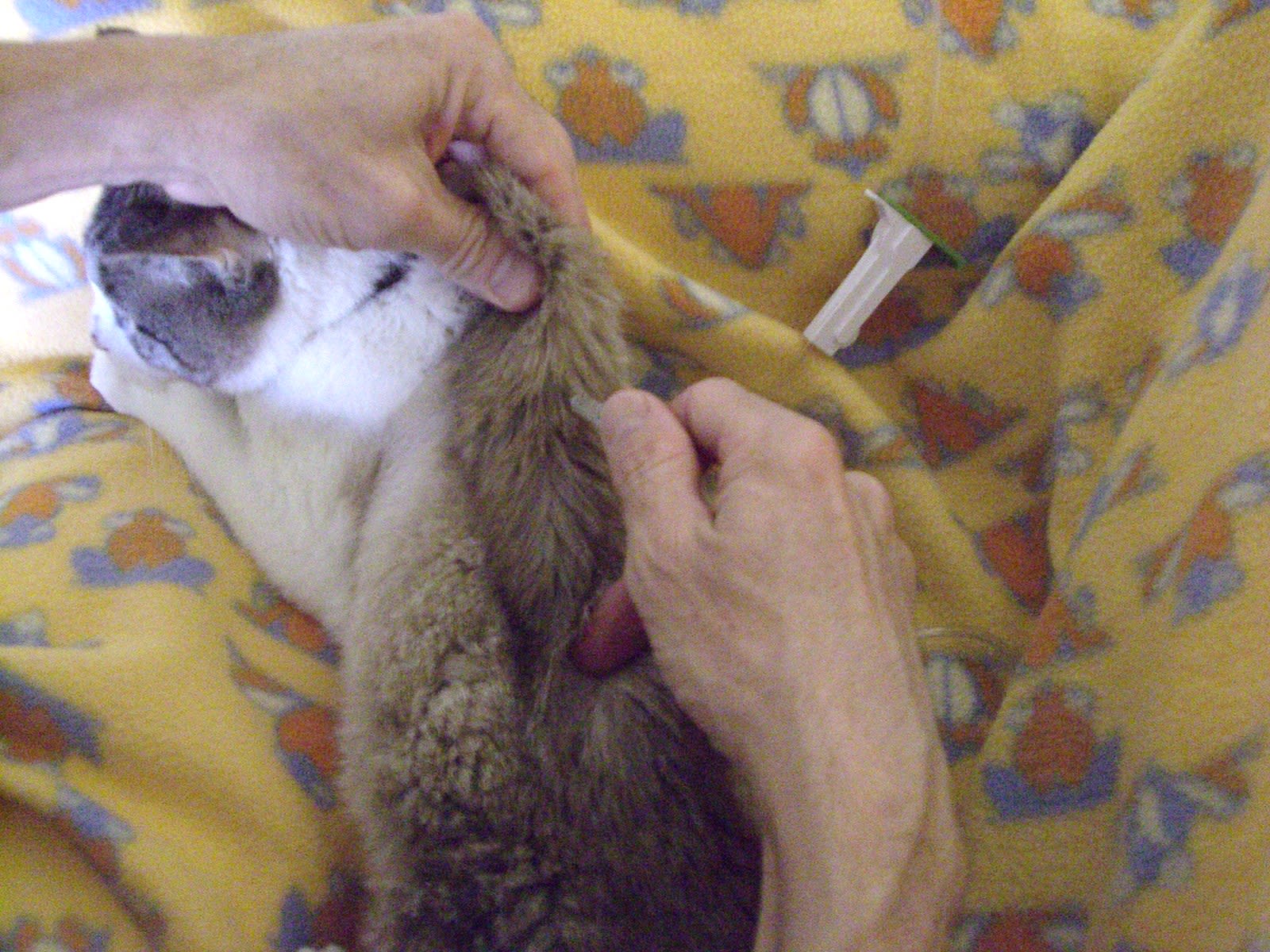 Giving Your Cat IV Subcutaneous Fluids at Home (With Photos) - PetHelpful
