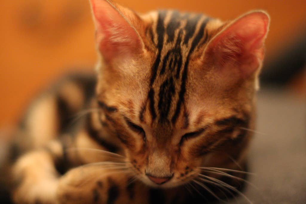 What Are Toygers? Domestic Tiger-Cats as House Pets - PetHelpful