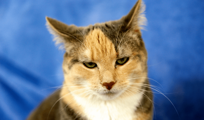 150 Cute Names for Pets - PetHelpful