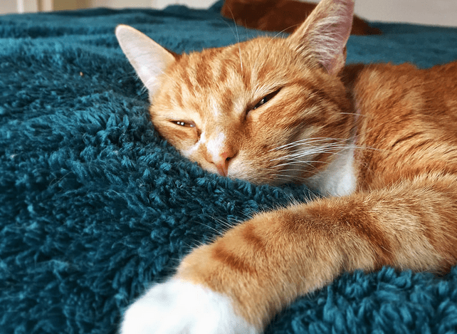 150 Cute Names for Pets - PetHelpful