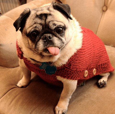 150 Cute Names for Pets - PetHelpful