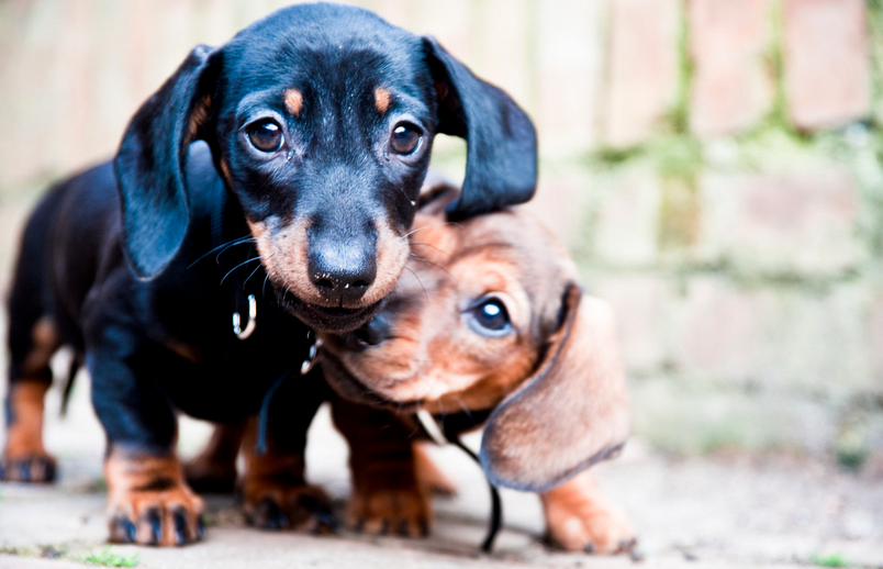 150 Cute Names for Pets - PetHelpful