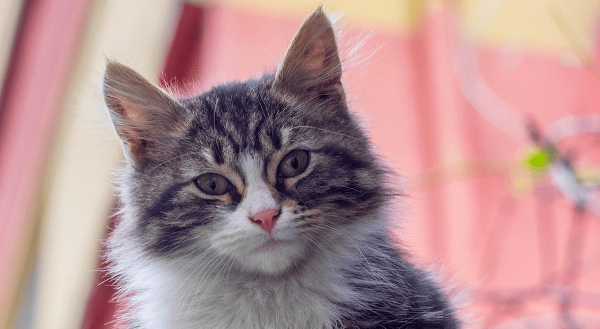 150 Cute Names for Pets - PetHelpful