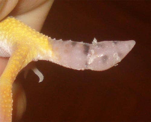 What to Do If a Leopard Gecko Drops Its Tail