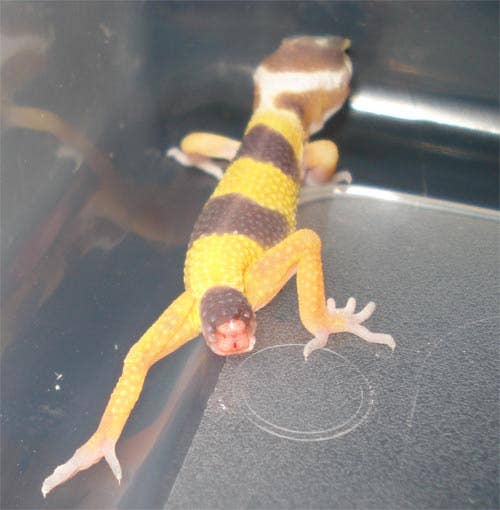 What to Do If a Leopard Gecko Drops Its Tail