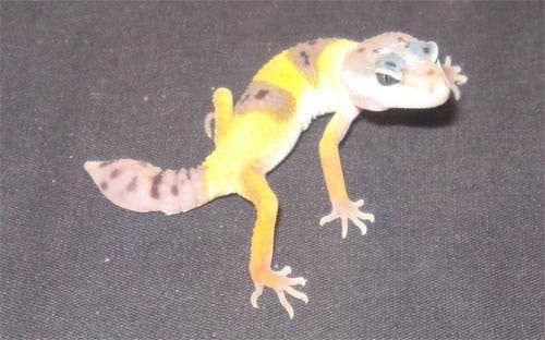 What to Do If a Leopard Gecko Drops Its Tail