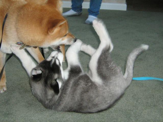 How to Calm a Hyperactive Puppy