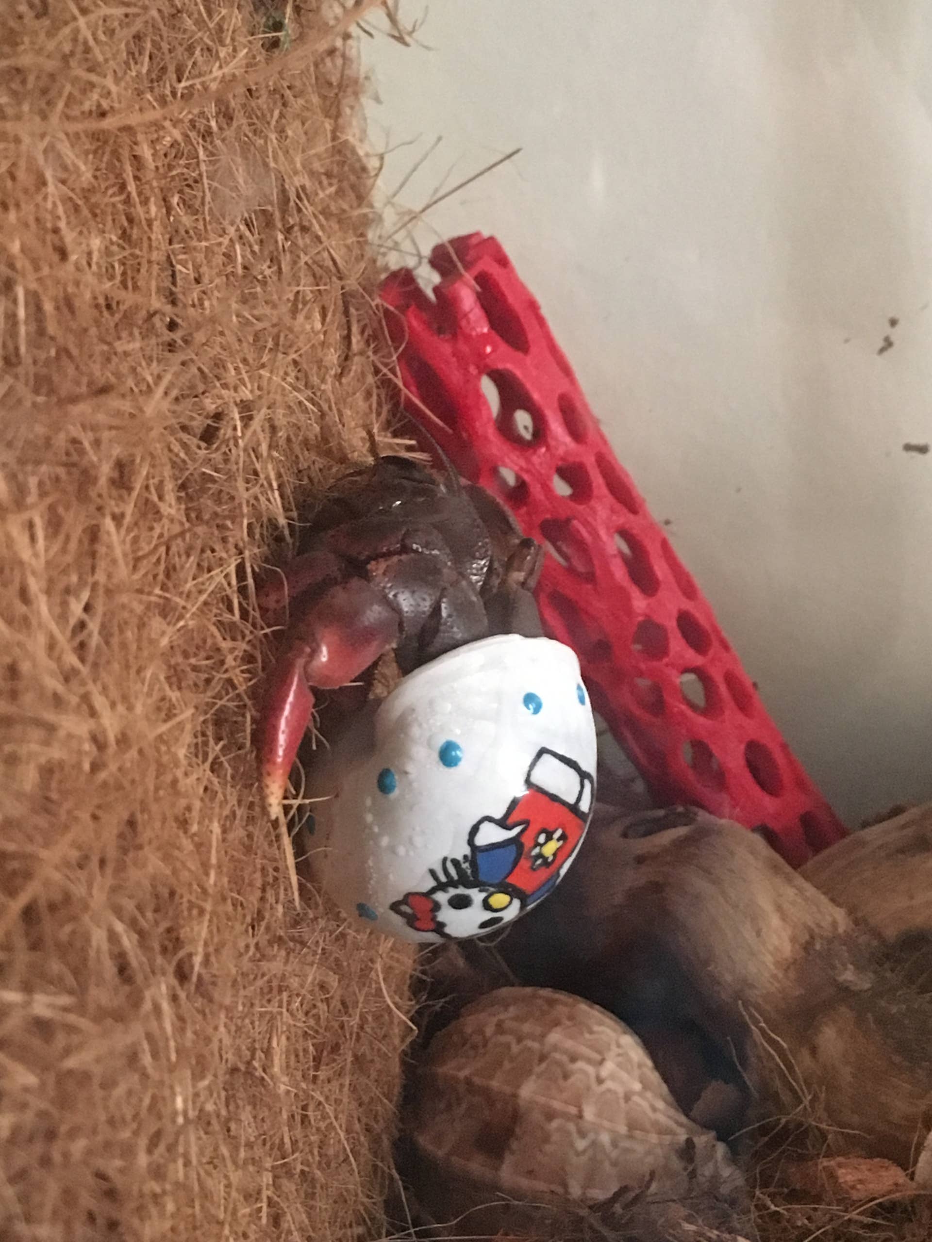 Hermit Crab Care Basics