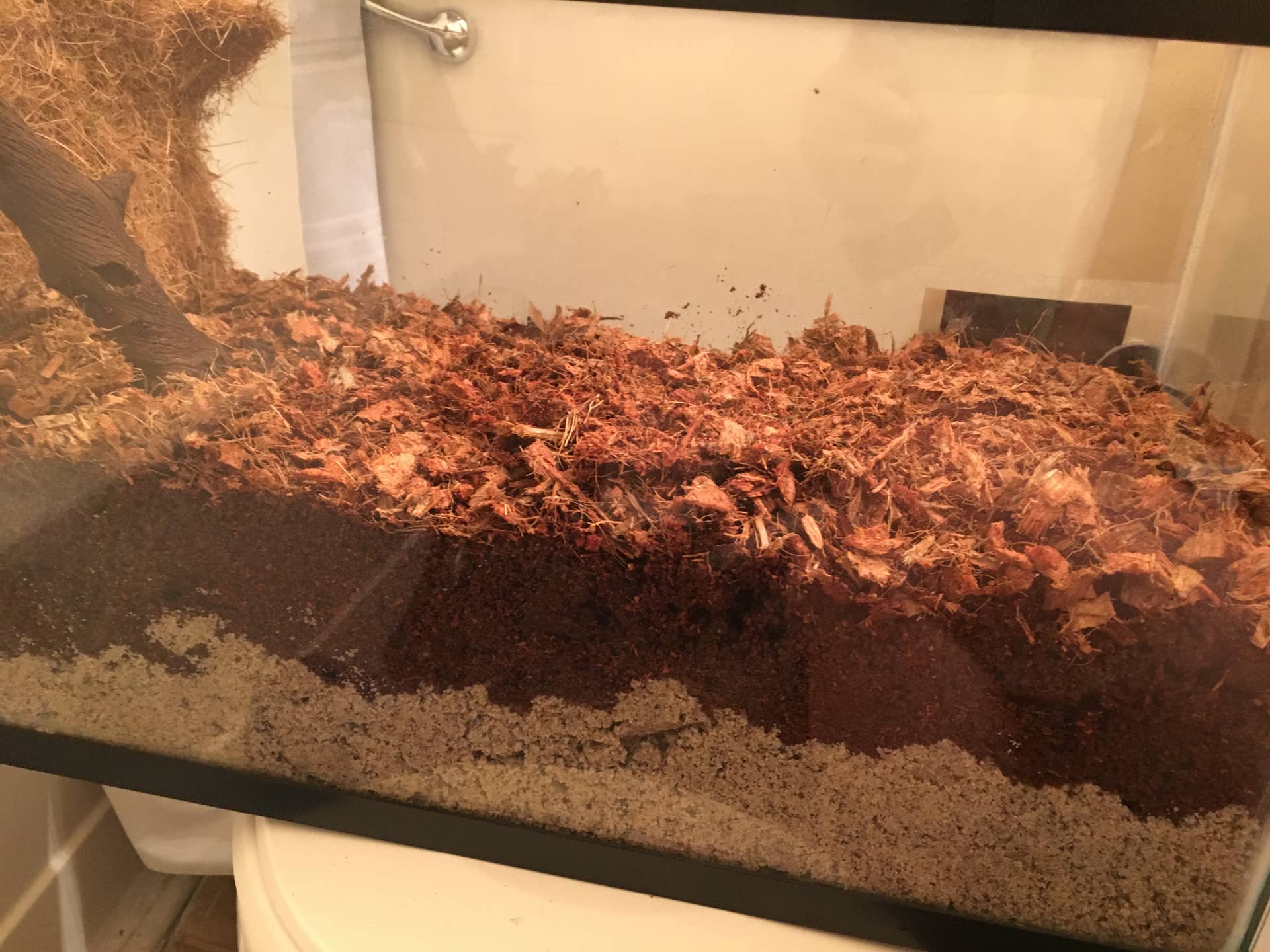 Hermit Crab Care Basics