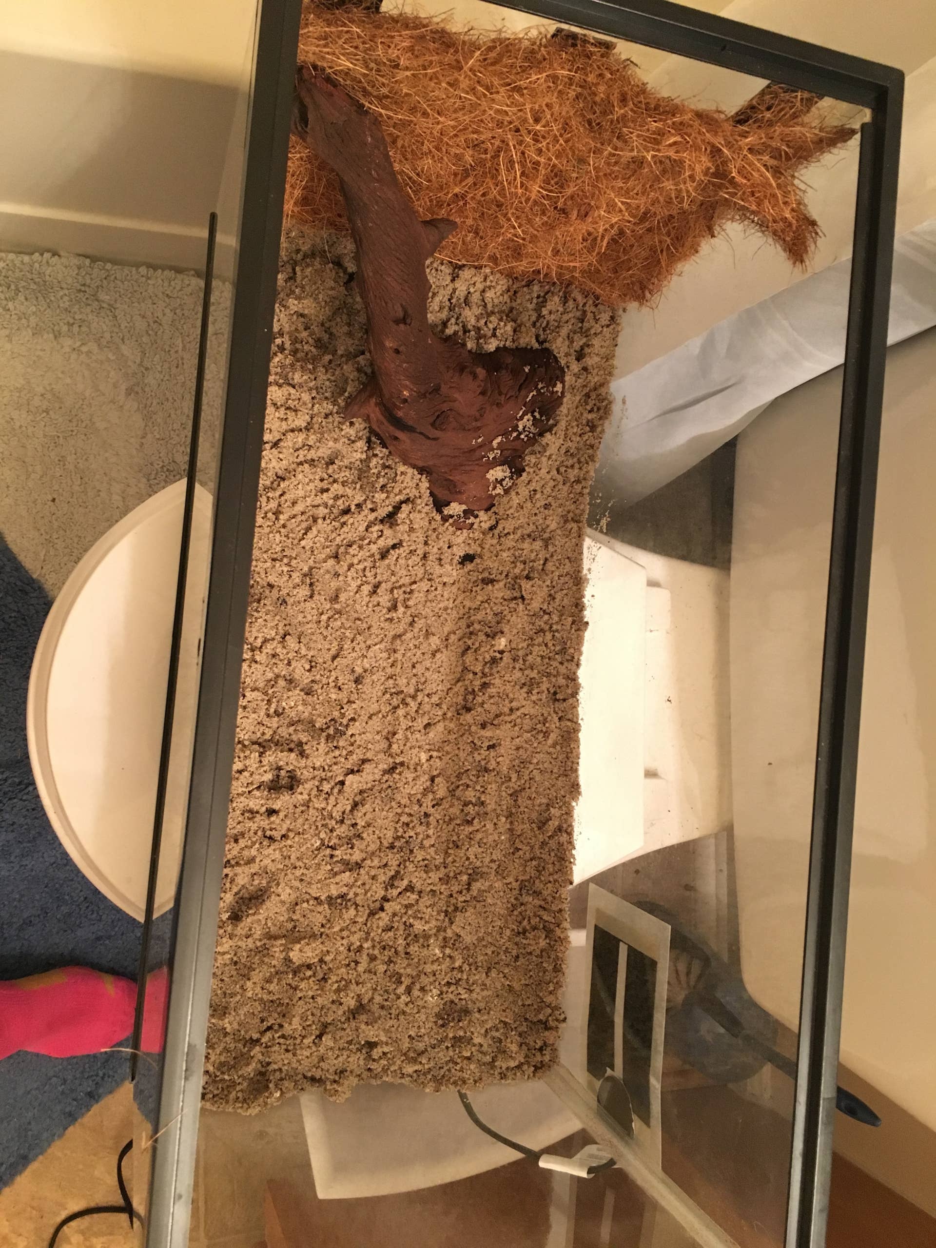 Hermit Crab Care Basics