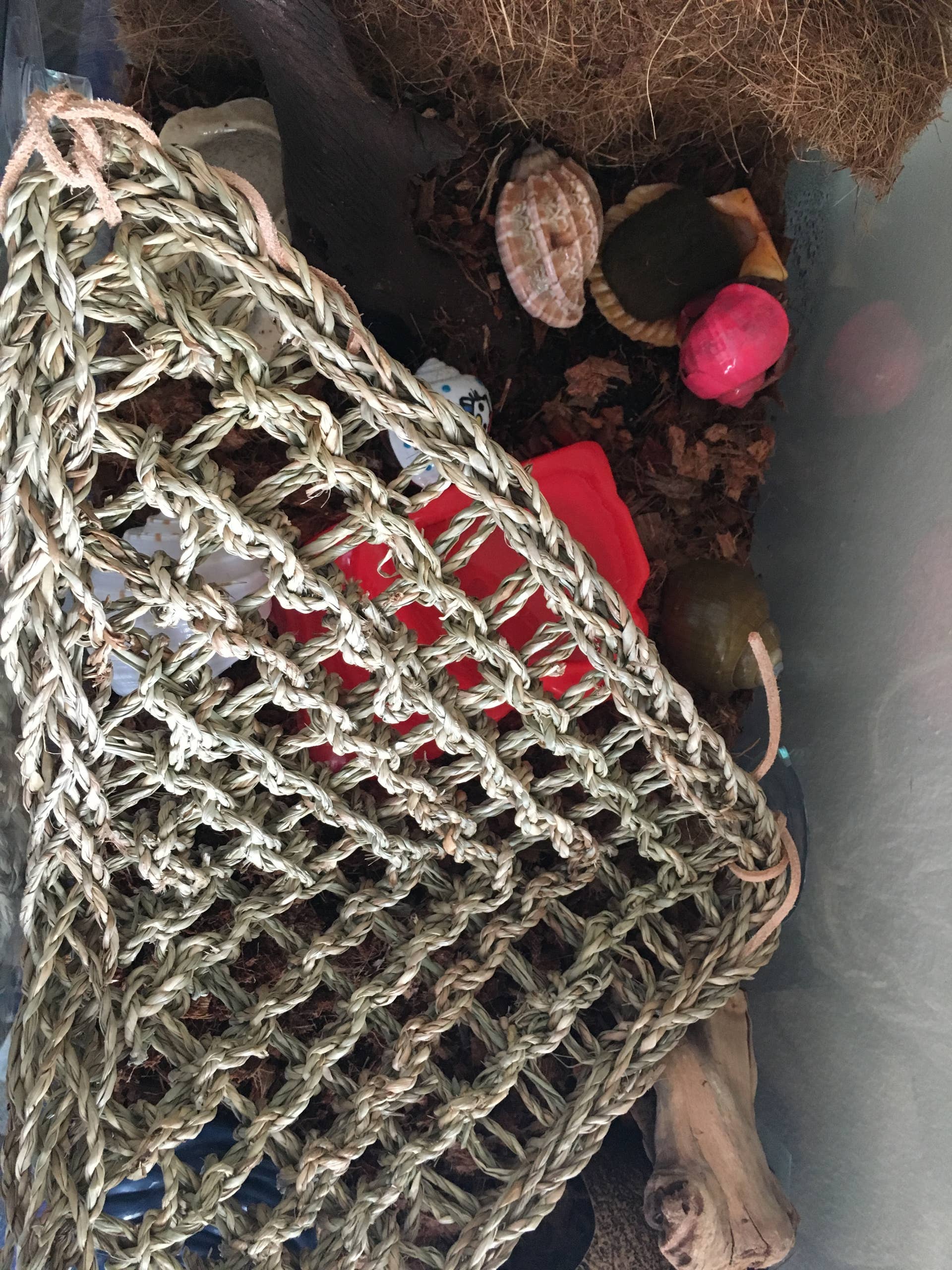 Hermit Crab Care Basics