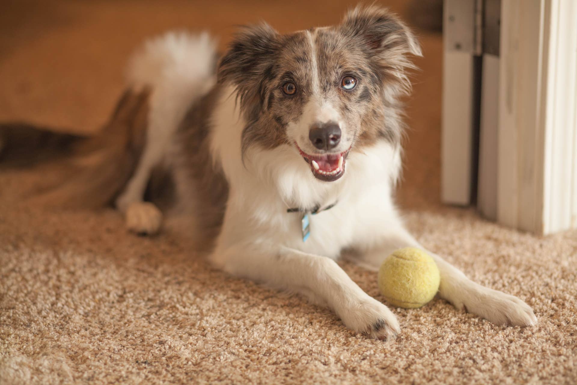 12 Reasons Why Dogs Lick Their Paws Constantly & Obsessively