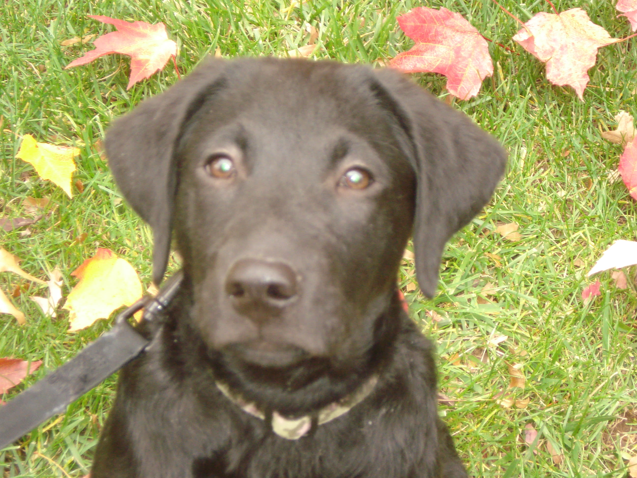 10 Reasons Labrador Retrievers Make Great Family Pets - PetHelpful