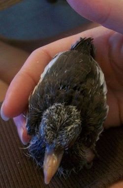 How to Care for a Wild Baby Bird - PetHelpful