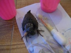 How to Care for a Wild Baby Bird - PetHelpful