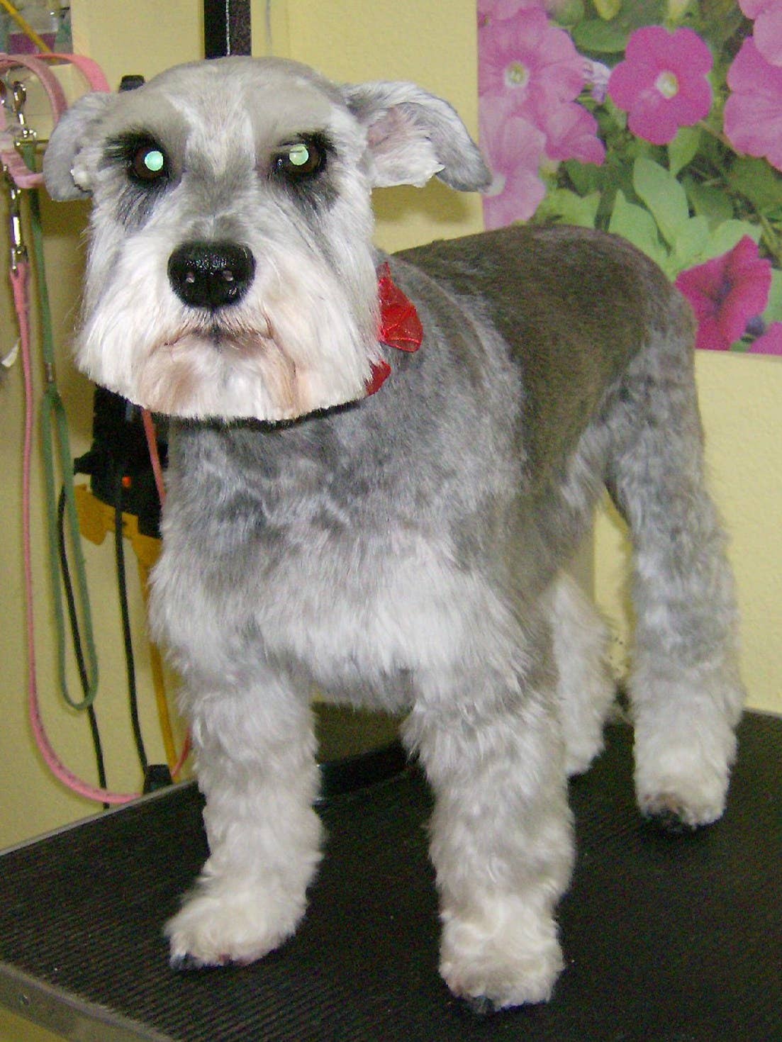Lessons From a Groomer: What Is a Teddy Bear Cut?