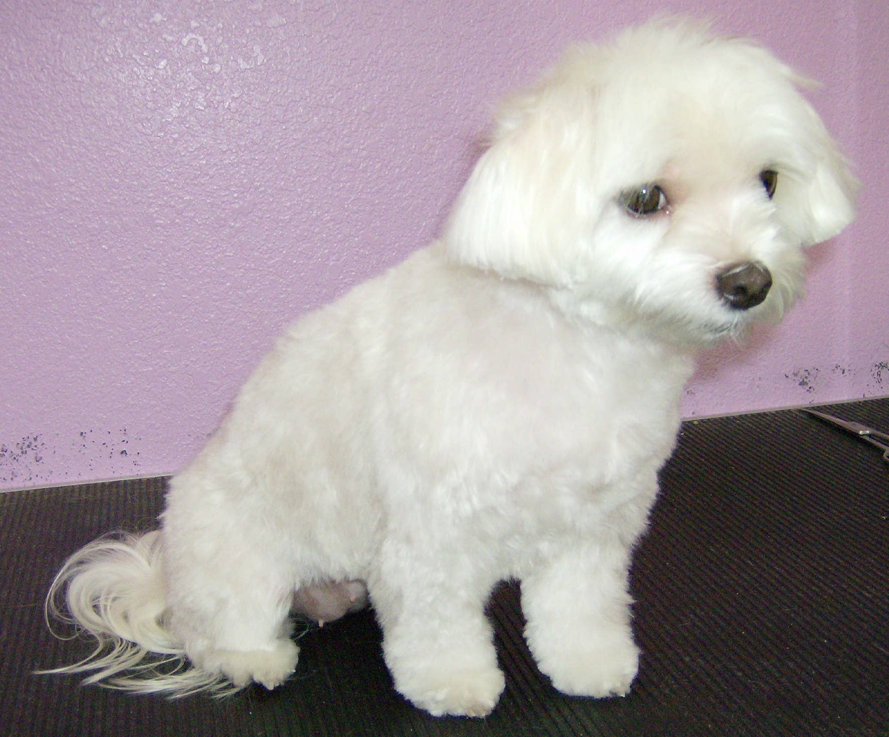 Lessons From a Groomer: What Is a Teddy Bear Cut?