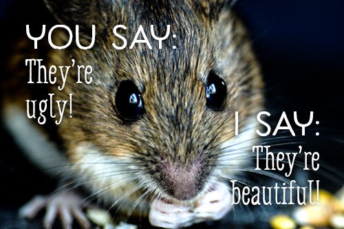 Top 10 Reasons Not to Be Scared of Mice - PetHelpful