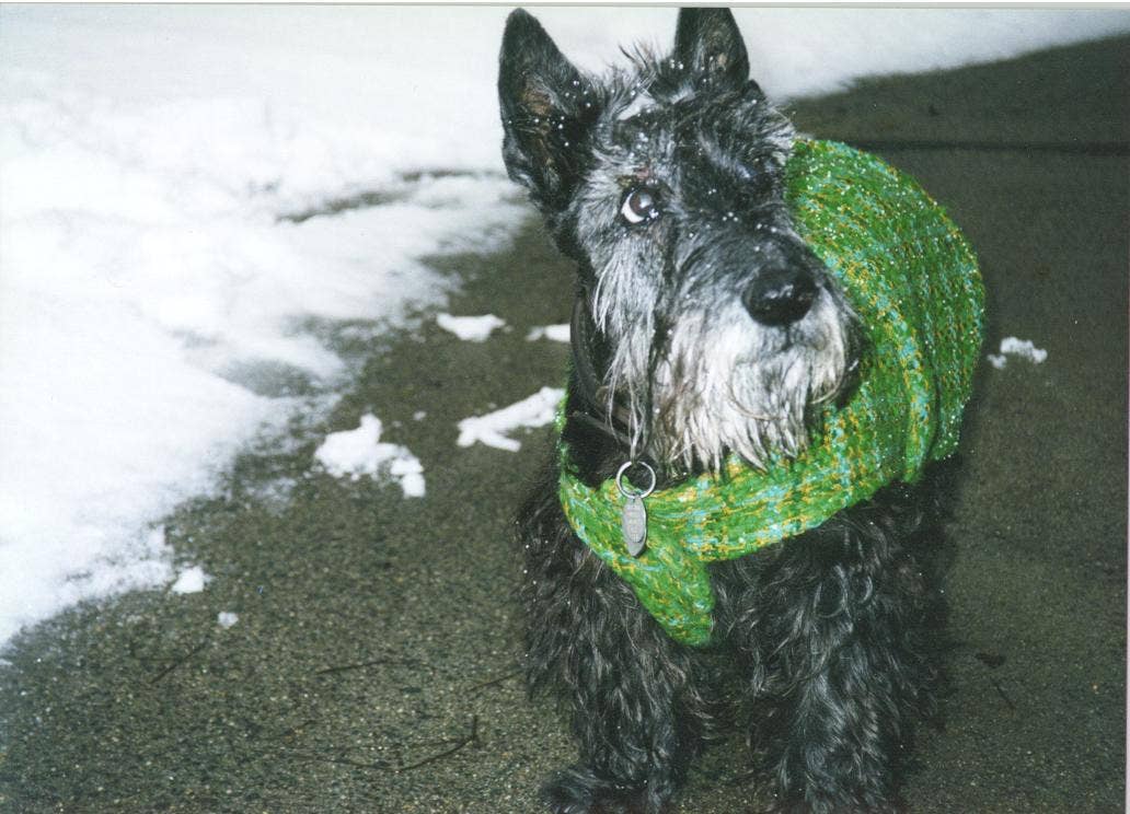 Scottish Terrier 101 Caring For Your Scottish Terrier In 2024: Best
