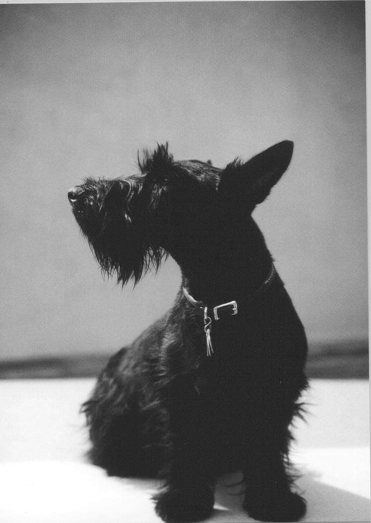 Scottish Terrier 101 Caring For Your Scottish Terrier In 2024: Best