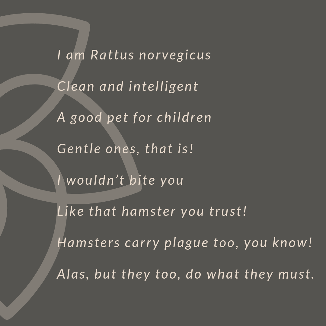 Rat Care for Beginners: How to Create the Perfect Rat Cage Setup