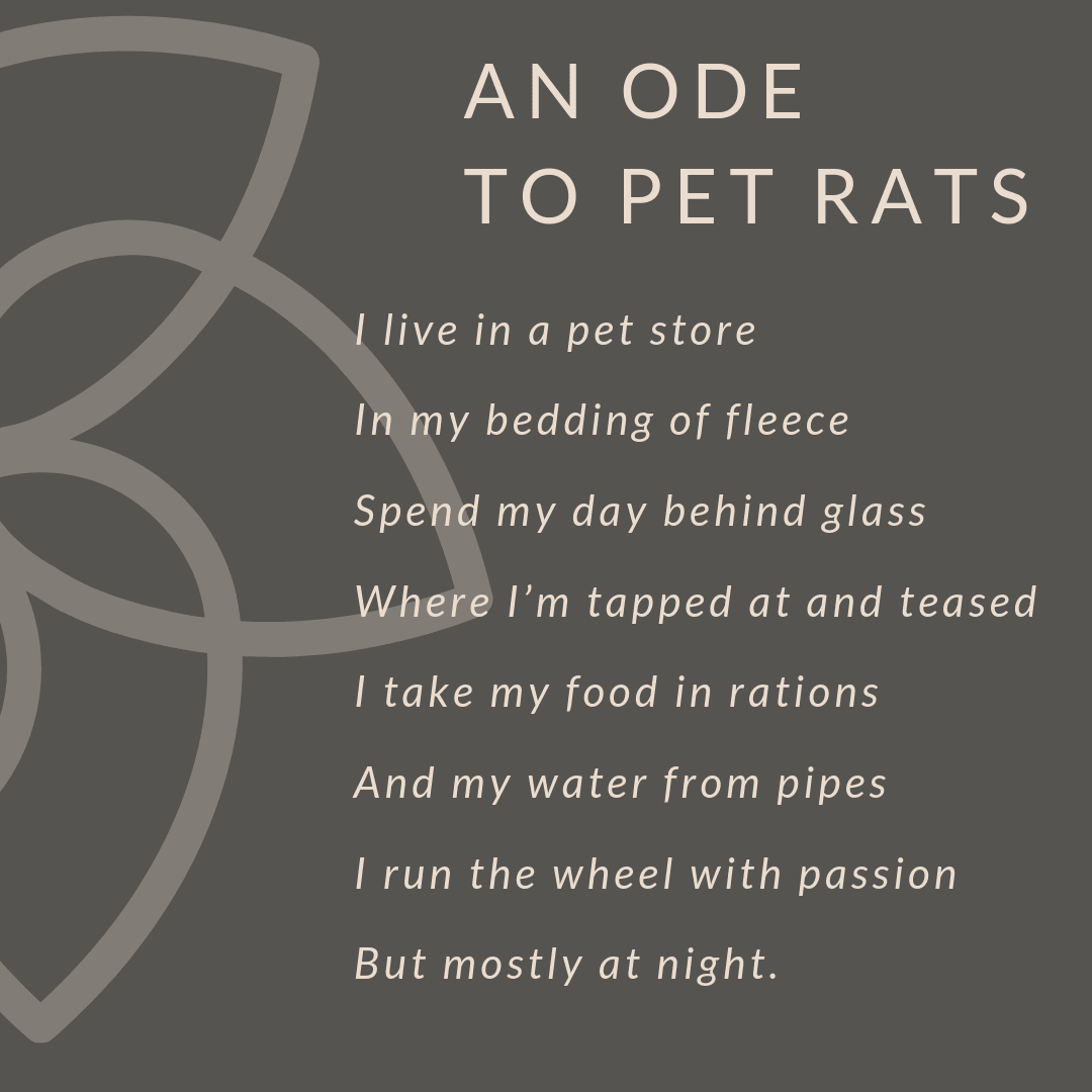 Rat Care for Beginners: How to Create the Perfect Rat Cage Setup