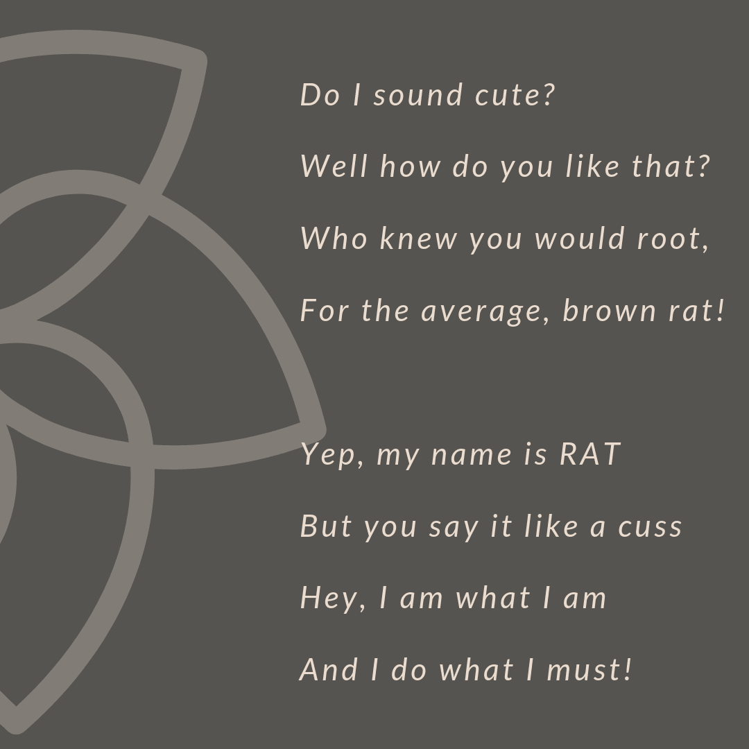 Rat Care for Beginners: How to Create the Perfect Rat Cage Setup