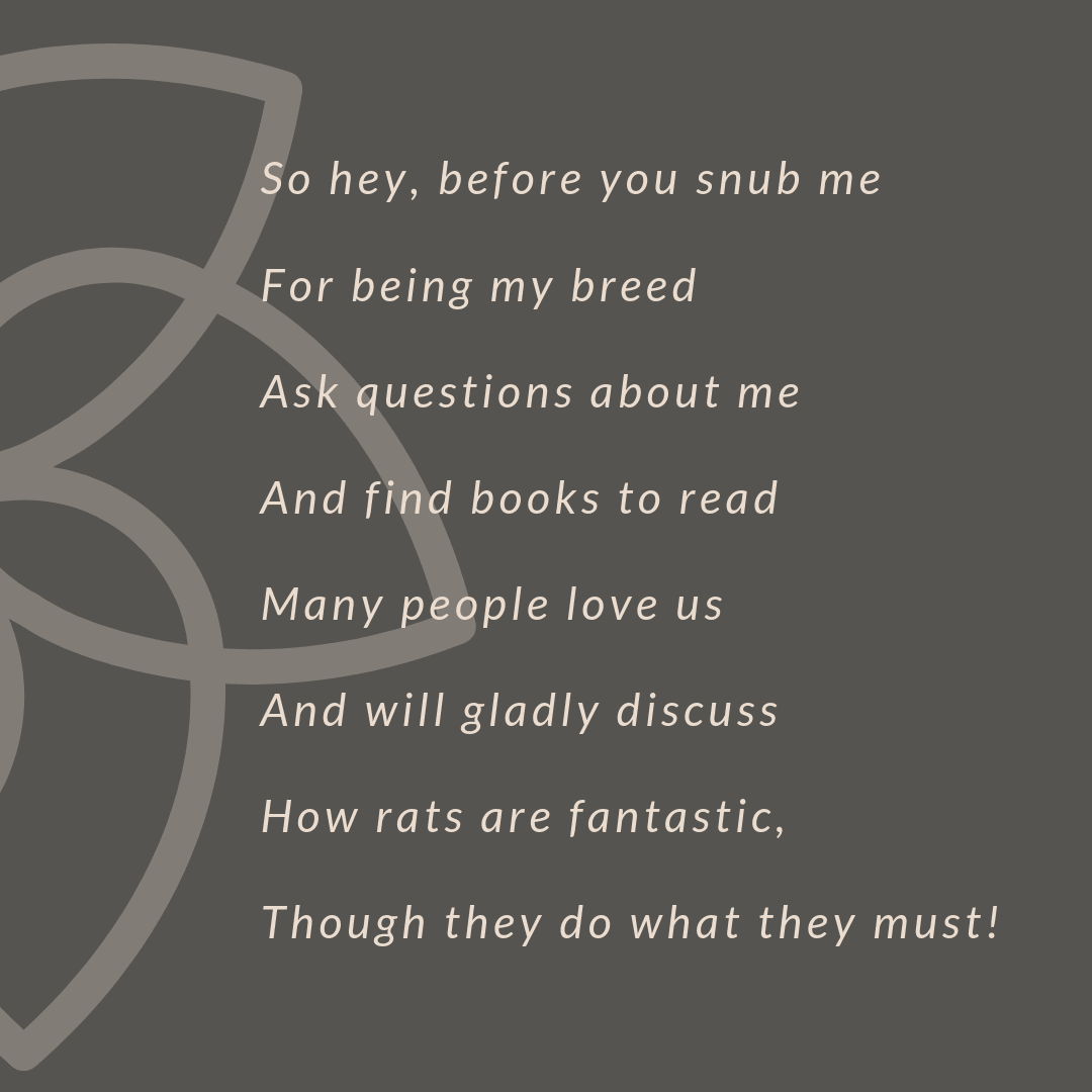 Rat Care for Beginners: How to Create the Perfect Rat Cage Setup