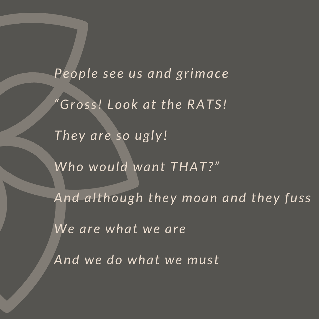 Rat Care for Beginners: How to Create the Perfect Rat Cage Setup