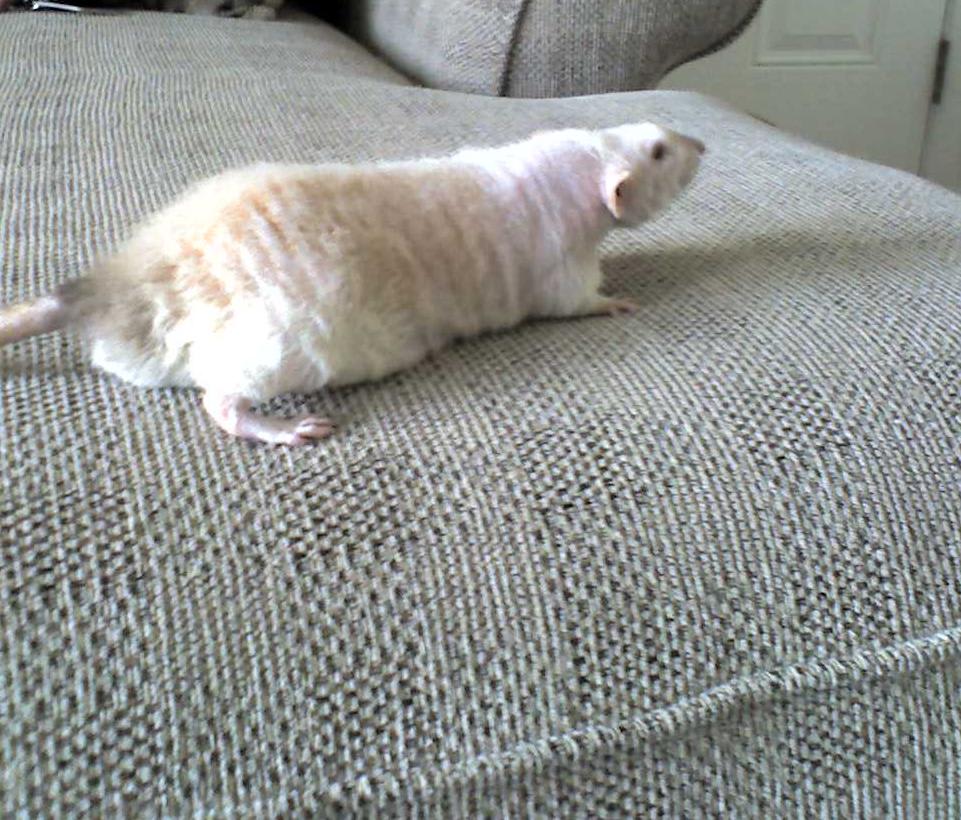 Rat Care for Beginners: How to Create the Perfect Rat Cage Setup