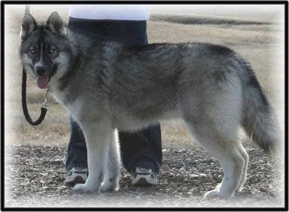 Dark Grey Husky