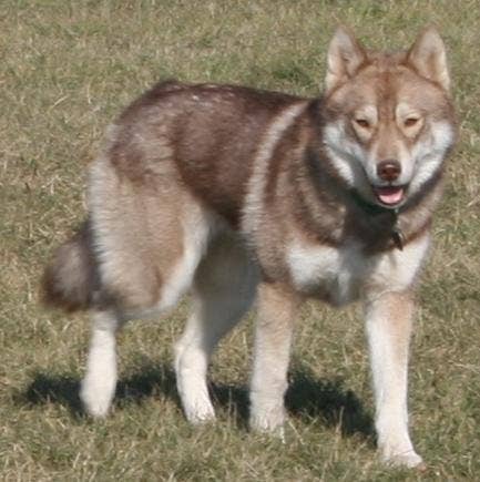 Dark Grey Husky