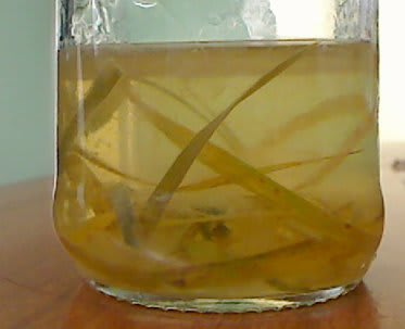 How to Make Infusoria for Fry (Baby Fish) - PetHelpful