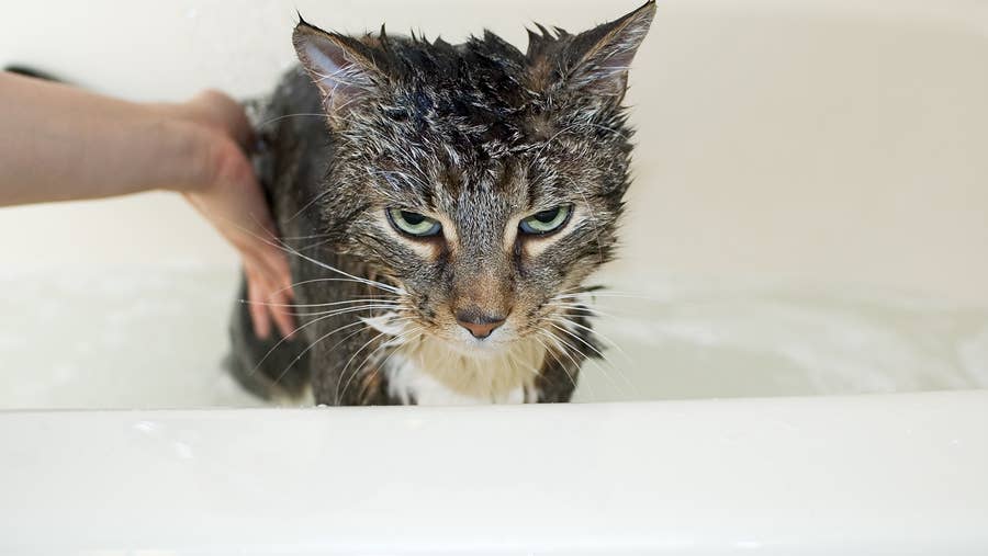 Simple Cat Bathing Tips: Washing Your Cat Without Getting Clawed to ...