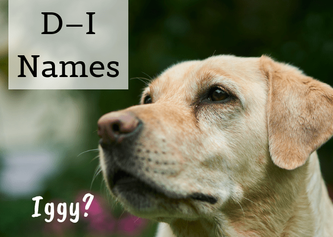 300 Great Names for Yellow Black and Chocolate Labradors Labs