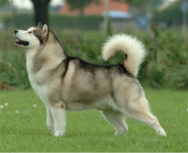 Top 16 Big Dog Breeds - PetHelpful