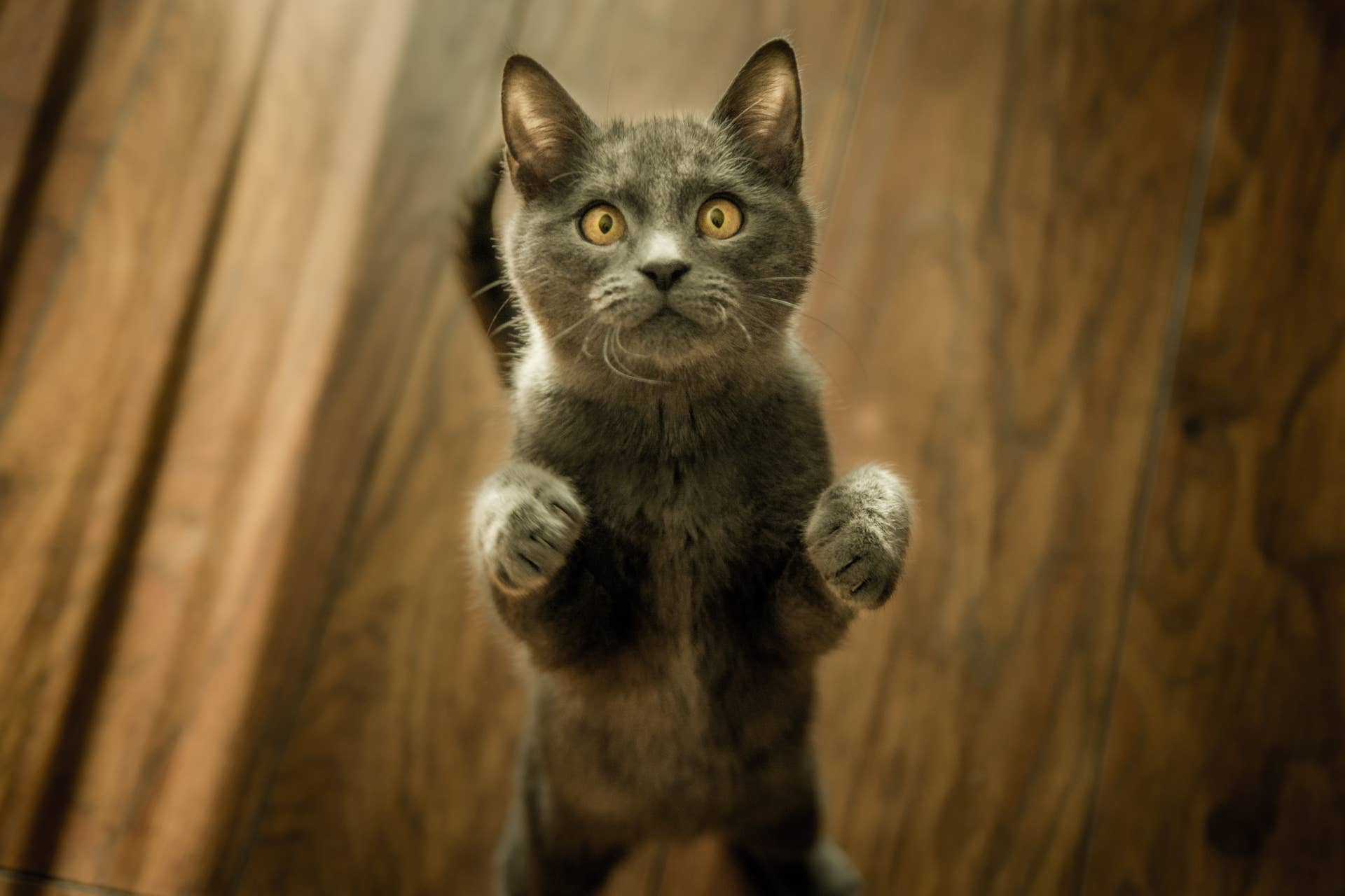How to Deal With an Adolescent Indoor Cat