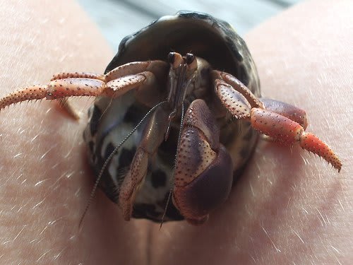Identifying 6 Common Pet Hermit Crab Species - PetHelpful
