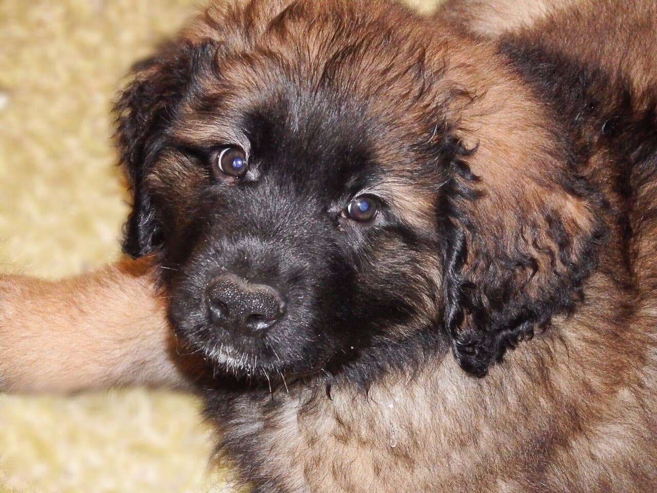 The Leonberger: A Large and Friendly Pet Dog Breed - PetHelpful