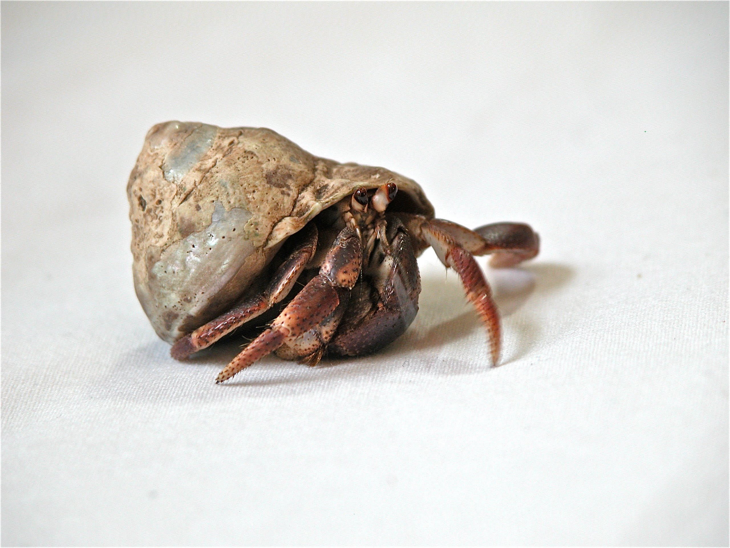 Identifying 6 Common Pet Hermit Crab Species - PetHelpful