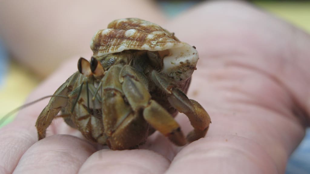 Identifying 6 Common Pet Hermit Crab Species - PetHelpful