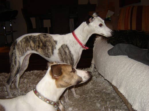 My Experience Owning Whippet Dogs
